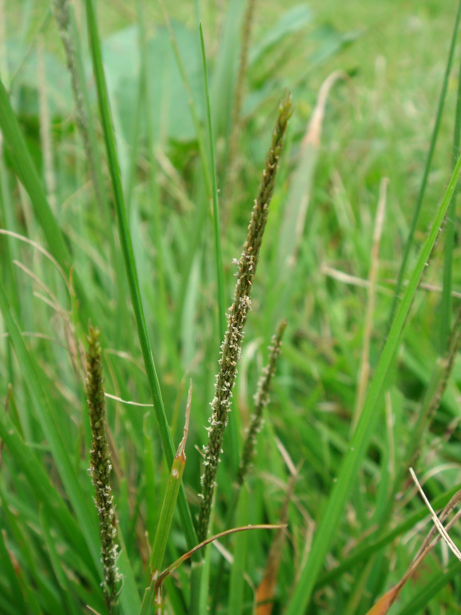 Sporobolus Indicus